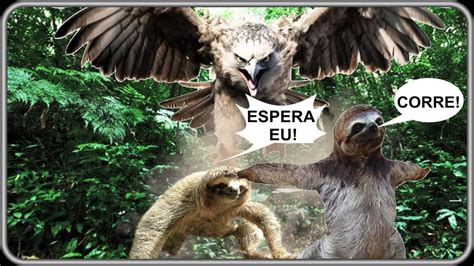 ATÉ O BICHO PREGUIÇA CORRE AO VER ESSA AVE CONHEÇA A HARPIA YouTube