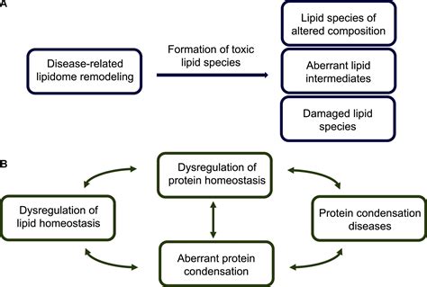 Frontiers Lipid Homeostasis And Its Links With Protein Misfolding