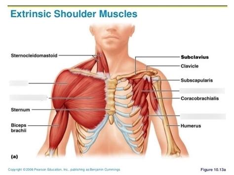 Superficial Muscles Of Thorax And Shoulders Diagram Quizlet