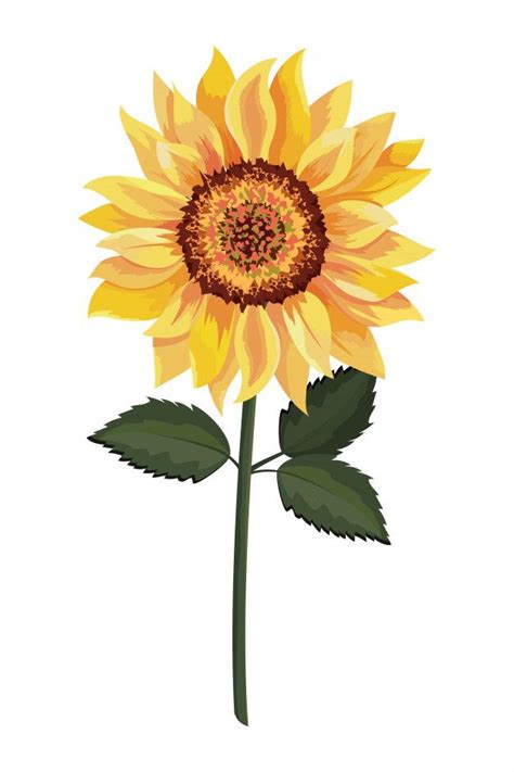 Premium Vector Beautiful Sunflower Drawing Girassol Desenho