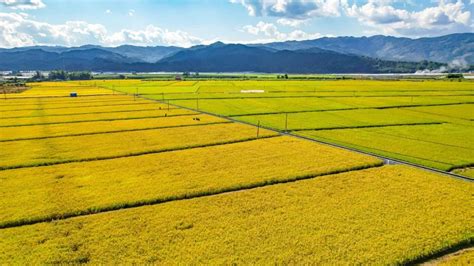 云南大学专家团队成功创制多年生稻种植一次可连续免耕收获3 4年