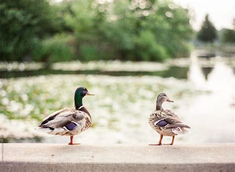 Mallard Duck Couple By Stocksy Contributor Marta Locklear Stocksy