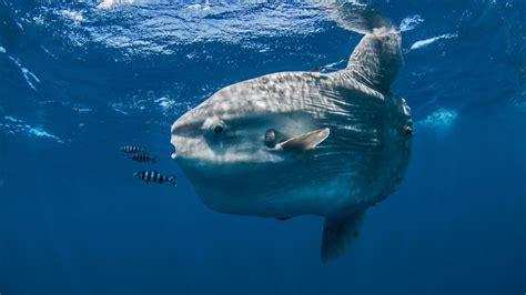World S Largest Bony Fish Weighing Tonnes And Metres Discovered