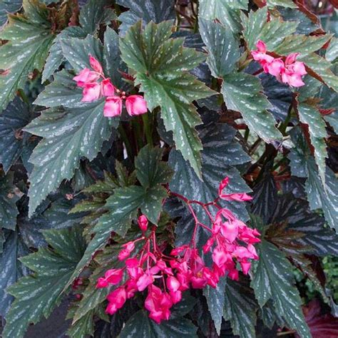 Details 200 Imagen Planta Begonia Ala De Angel Abzlocal Mx