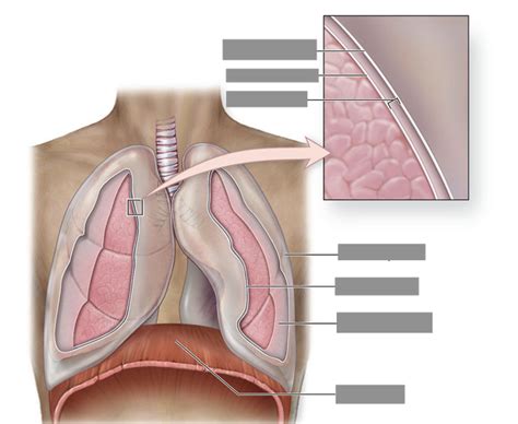 Pleura And Cavities Of The Lungs Diagram Quizlet