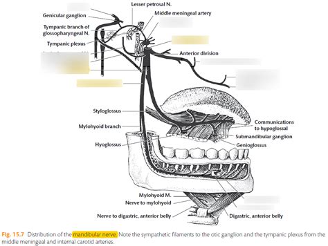 15 07 Distribution Of Mandibular Nerve Diagram Quizlet