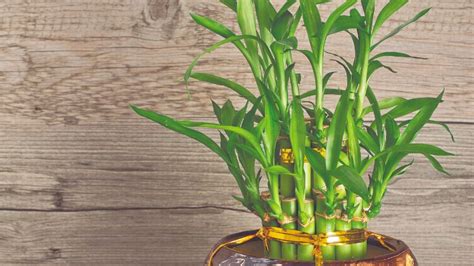 Según el Feng Shui qué simboliza regalar una o varias plantas de Bambú
