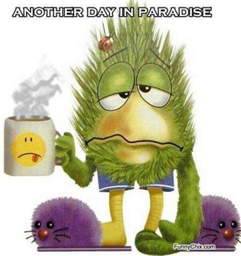 Another Day In Paradise Funny Good Morning Quotes Morning Humor