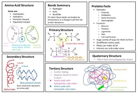 Biology AS Level OCR Proteins Revision A Level Biology Biology