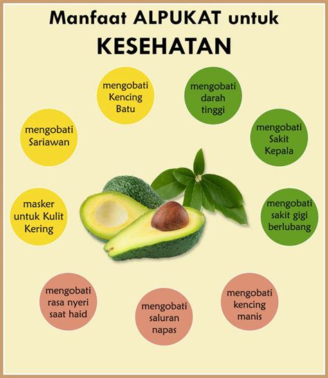 Manfaat Alpukat Untuk Kesehatan