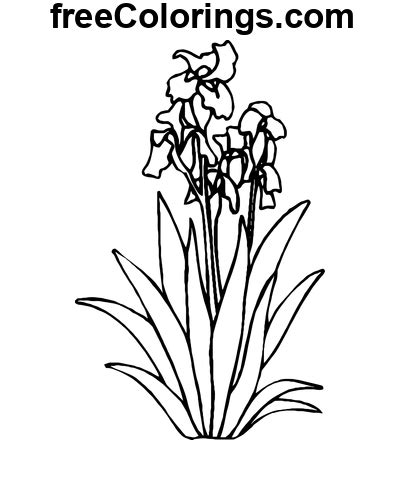 Line Art Iris Blommor Gratis utskrivbara målarbok