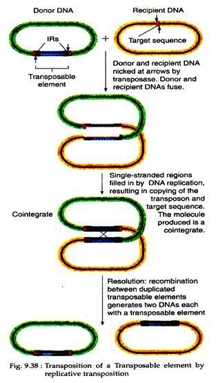 transposable elements te in prokaryotes biology