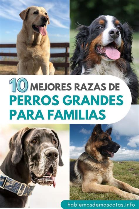 The Cover Of 10 Mejores Razas De Perros Grandes Para Famias