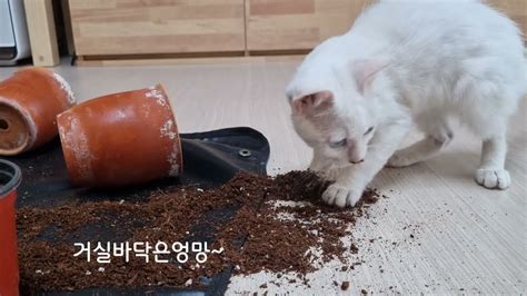 고양이와 화분 분갈이 한끼 황태전복곰탕 더덕구이 YouTube