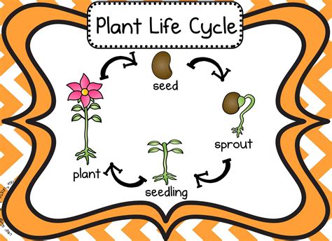 Life Cycle Of A Plant Anchor Chart Life Cycle Of A Plant Plant Life