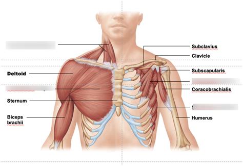Chest Muscles Diagram Quizlet