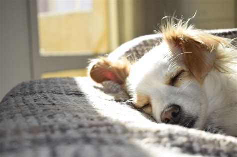 I Migliori Libri Sui Cani Junglam
