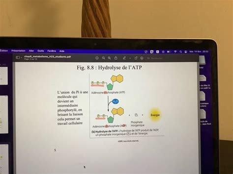 Chapitre Introduction Au M Tabolisme Flashcards Quizlet