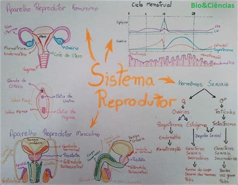 Mapas Mentais Sobre SISTEMA REPRODUTOR Study Maps