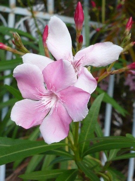 Laurier Rose Plantation Floraison Et Conseils D Entretien Artofit