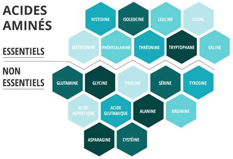 Acides aminés essentiels notre guide