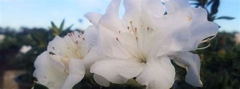 When Do Encore Azaleas Bloom