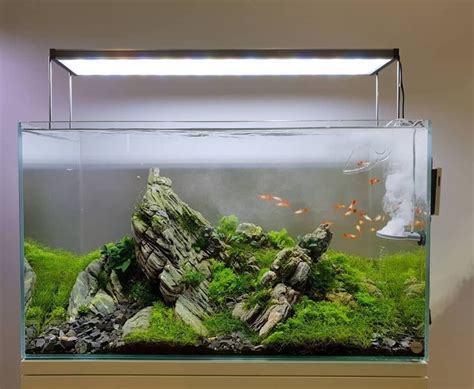 Acuario Para Principiantes ჱ Guía 2021 Acuario3web Acuario de casa