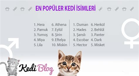 Van Kedisi Özellikleri ve Bakımı Kedi Blog
