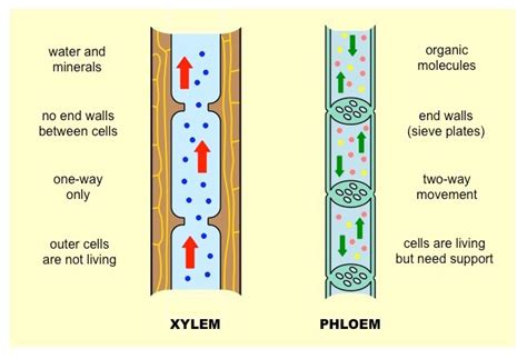 Function Of Xylem And Phloem MireyaqoKoch