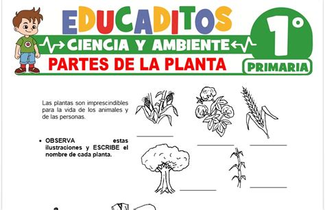 Partes De La Planta Para Primero De Primaria Educaditos