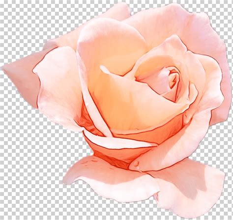 Rosas de jardín Acuarela Pintura Tinta húmeda Rosa Pétalo Flor
