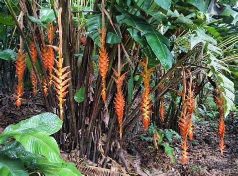 New Cultivar Heliconia Xanthovillosa Hybrid Gloria Grace Register
