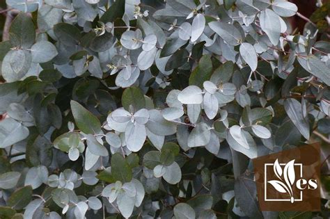 Growing Eucalyptus Indoors A Guide For Beginners Evergreen Seeds