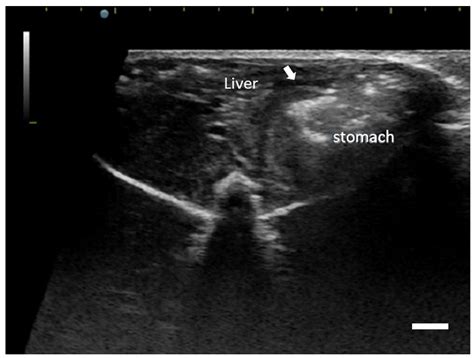 Veterinary Sciences Free Full Text Gastrointestinal Mast Cell Tumor