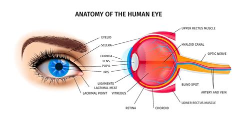 Ciri Ciri Warna Mata Yang Sehat Cahaya Truevue Optik Terpercaya