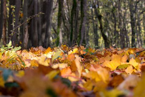 Fotos gratis árbol naturaleza bosque rama planta luz de sol
