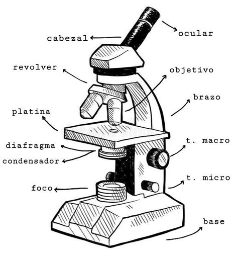 Partes De Un Microscopio Artofit
