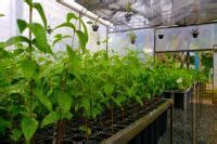 Viveiro de Itajaí distribui Mudas Nativas e Frutíferas Sopa de Siri