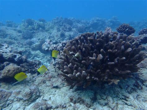La mitad de los arrecifes de coral del mundo estarán en malas