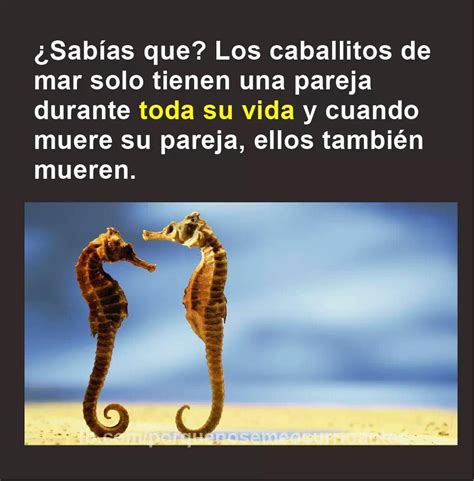 Los Caballitos De Mar Sabias Que Datos Curiosos Datos Curiosos