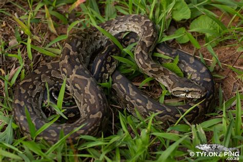 Akiba アキバ on Twitter RT itsrobotface Python natalensis Southern