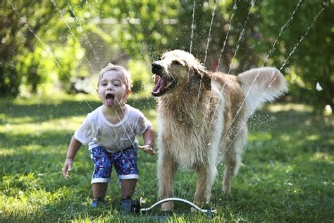 Los perros son los mejores compañeros de vida y éstas imagenes lo