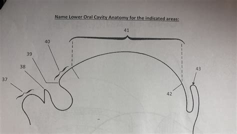 Oral Cavity Anatomy Diagram Quizlet