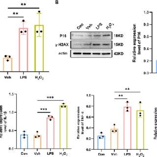 H 2 O 2 And LPS Induce Senescence And Inflammatory Cytokine