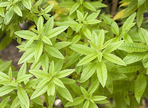 Verveine Et Ses Bienfaits Pour La Sant Famille Mary
