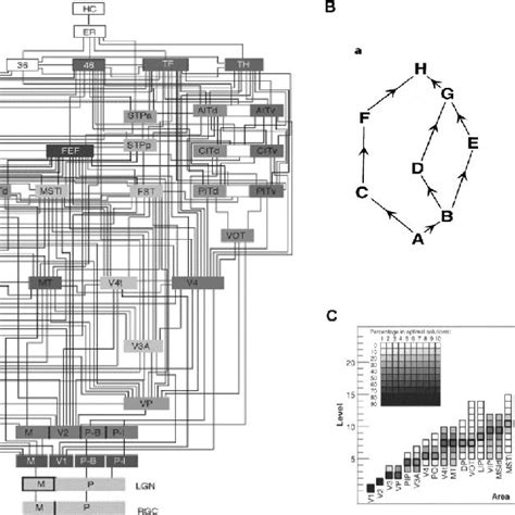 cortical hierarchy and indeterminacy a model of visual cortex download scientific diagram