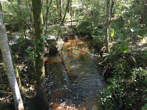 Cw Monterey Creek Gainesville Creeks