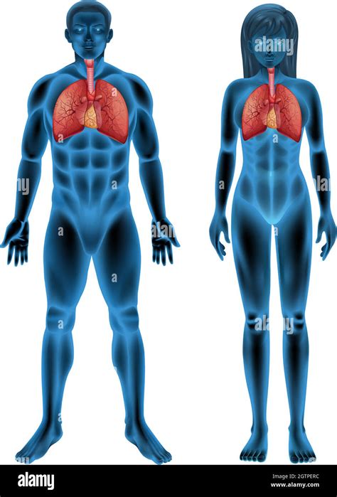 Human Respiratory System Stock Vector Image Art Alamy