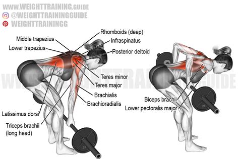 Decline Dumbbell Fly Exercise Instructions And Video Weighttraining Guide