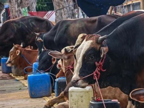 Pisau Jatuh Saat Menyembelih Hewan Kurban Bagaimana Hukumnya